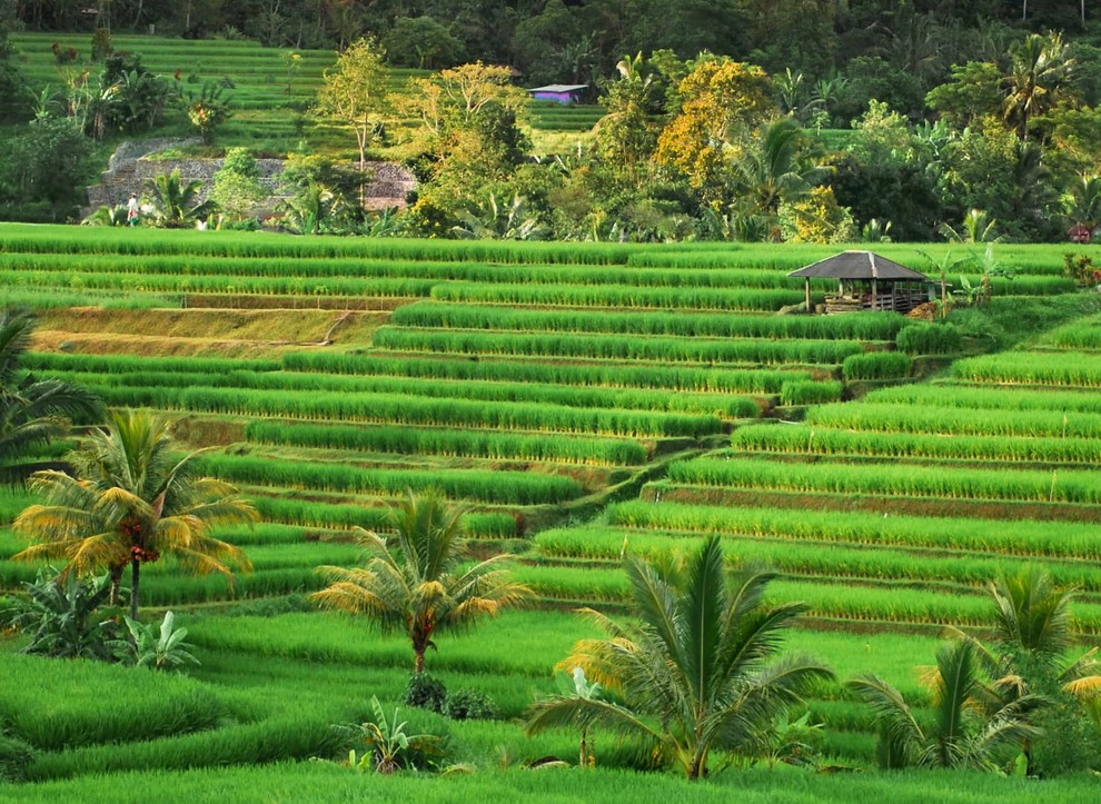 Greening Indonesia's Energy Sector - UN PAGE - Partnership for Action ...
